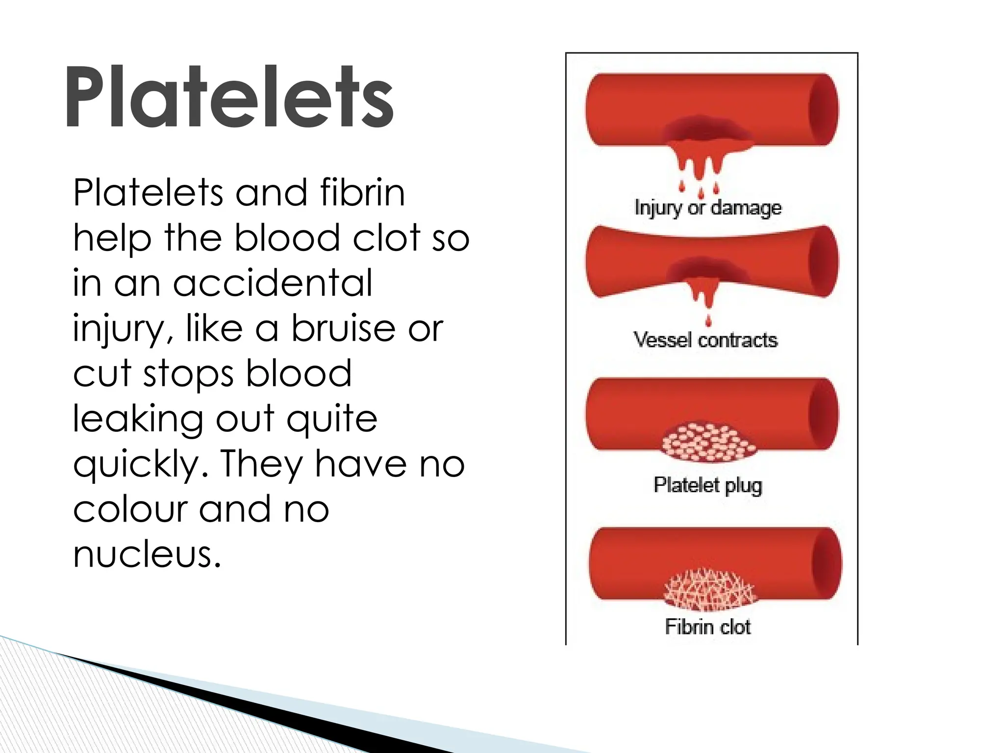 BTEC B2.-Type.structure-of-blood-cells.pptx