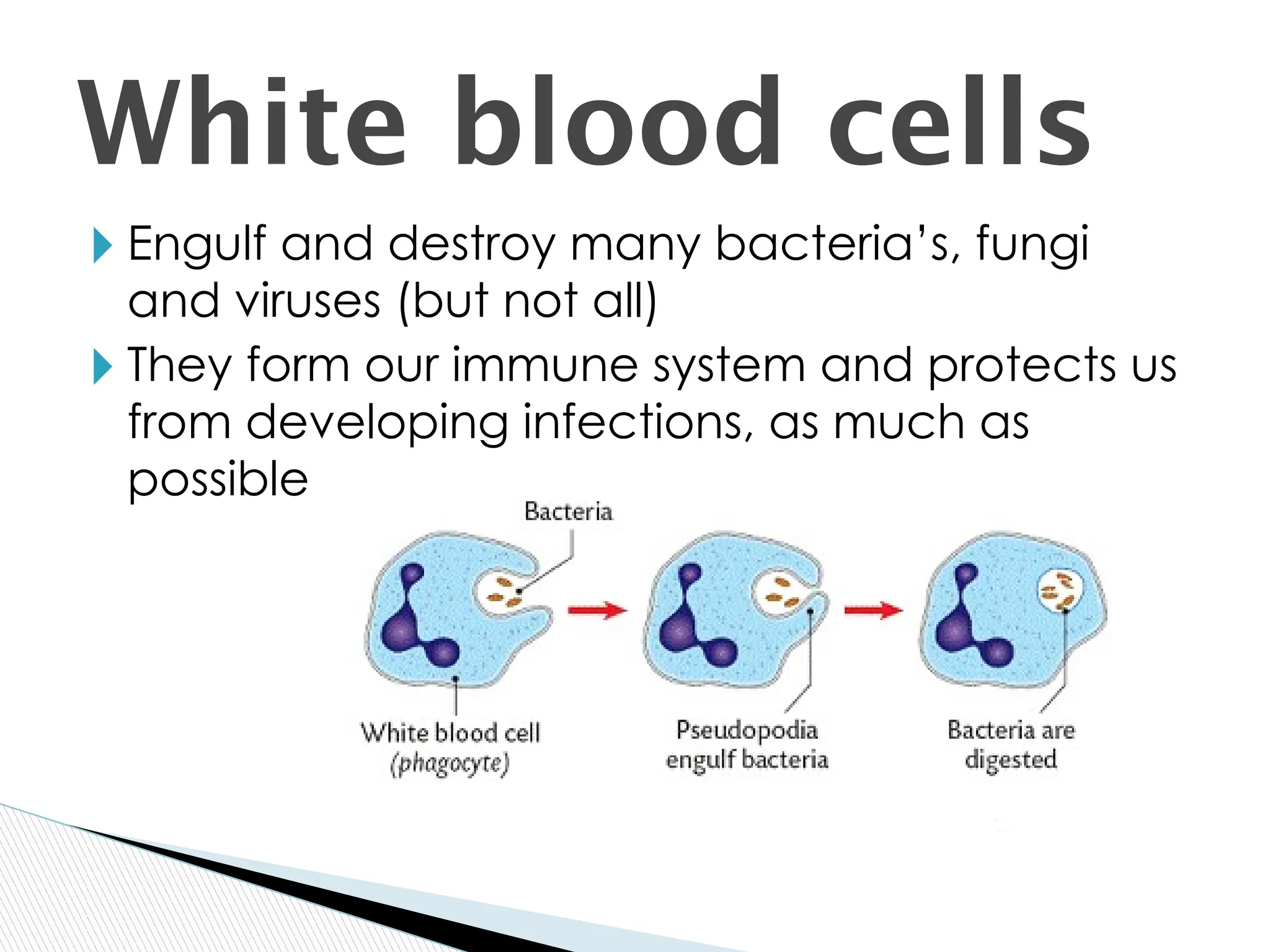 BTEC B2.-Type.structure-of-blood-cells.pptx
