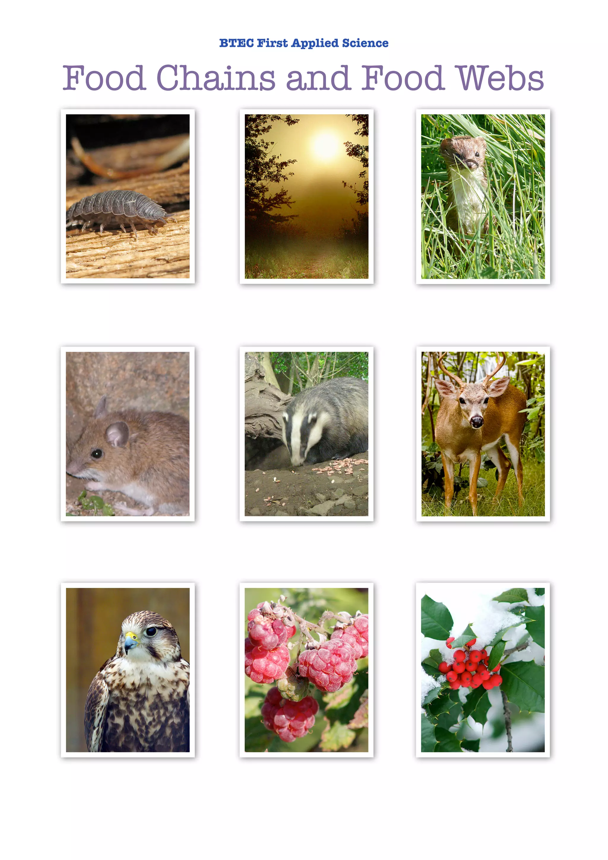 Btec First Food Chains And Webs | PDF