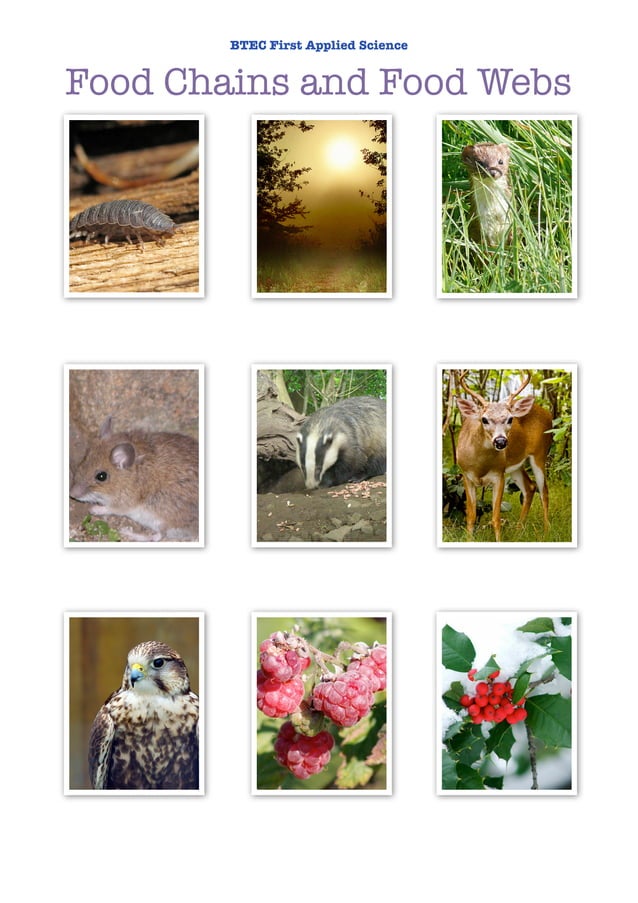 Btec First Food Chains And Webs | PDF
