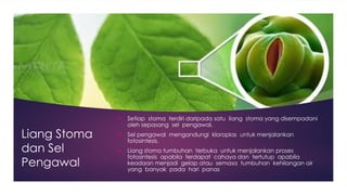 Slide Sains Tingkatan 3 Bab 2_Respirasi.pptx