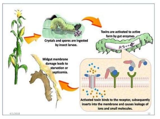 Plant Incorporated Protectants(PIPs) | PPTX