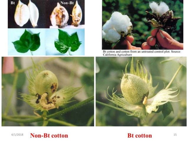 Plant Incorporated Protectants(PIPs) | PPTX