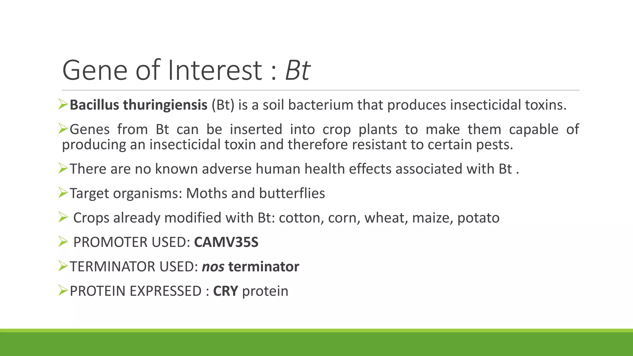 Bt gene insertion in wheat | PPTX | Gardening | Home & Garden