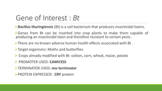 Bt gene insertion in wheat | PPTX | Gardening | Home & Garden