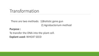 Bt gene insertion in wheat | PPTX | Gardening | Home & Garden