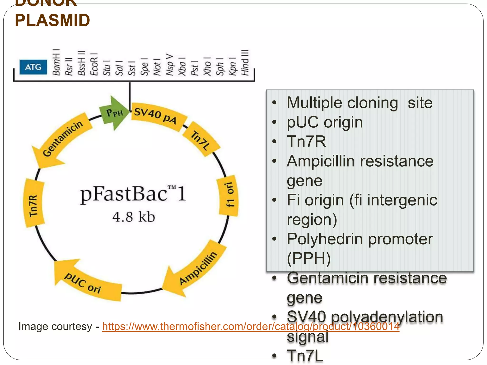 Baculovirus expression vector system | PPTX