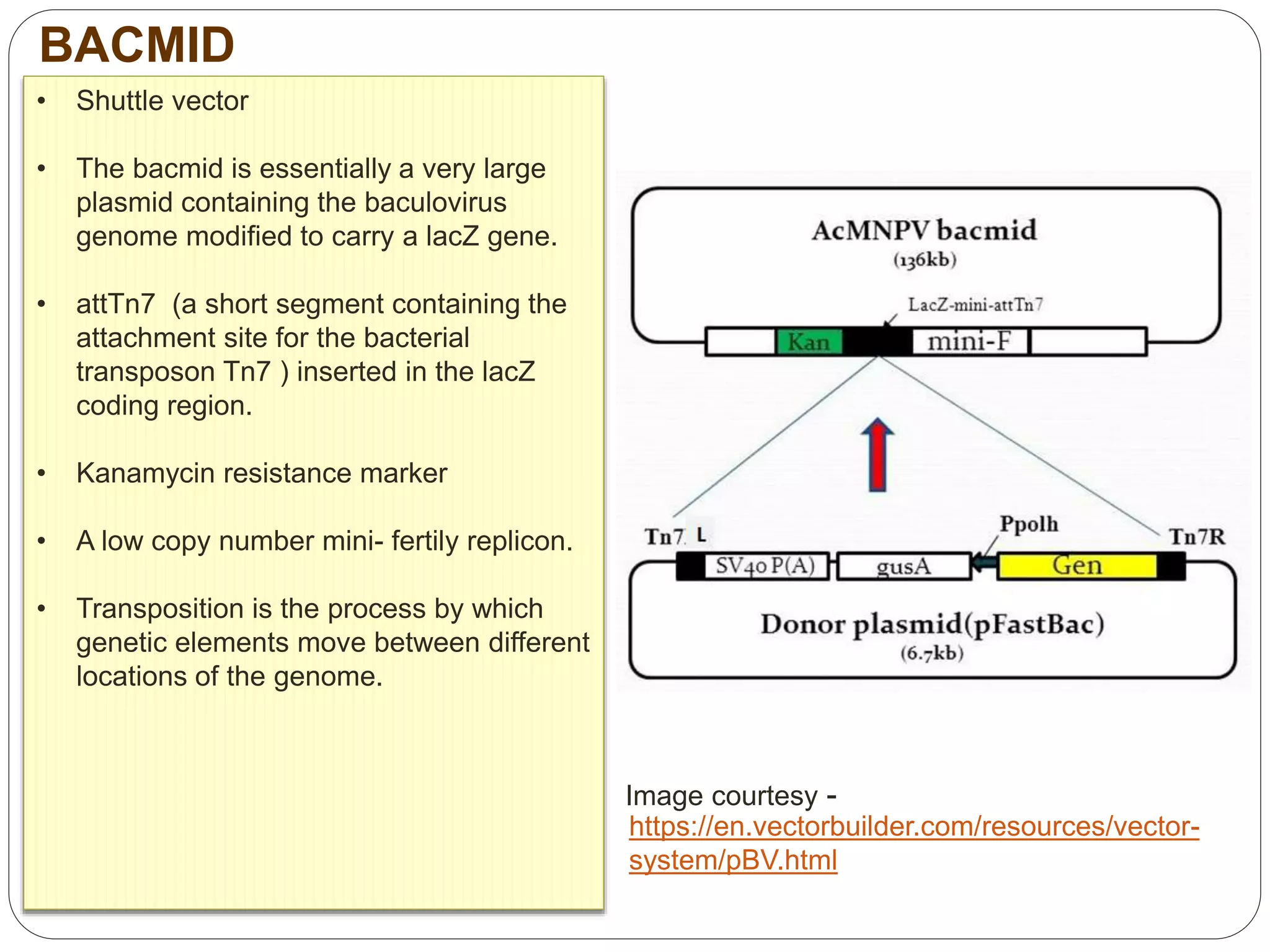 Baculovirus expression vector system | PPTX