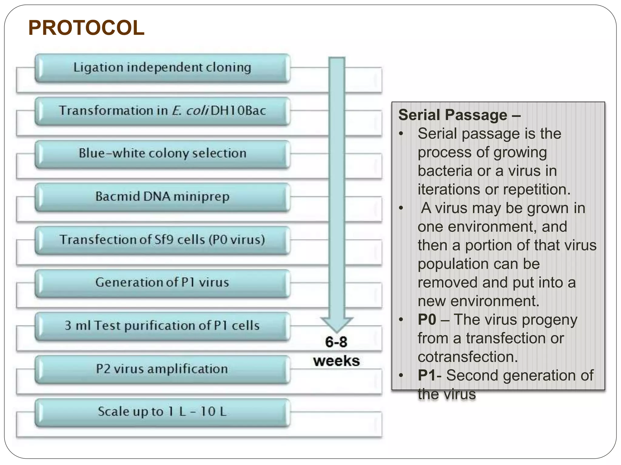 Baculovirus expression vector system | PPTX