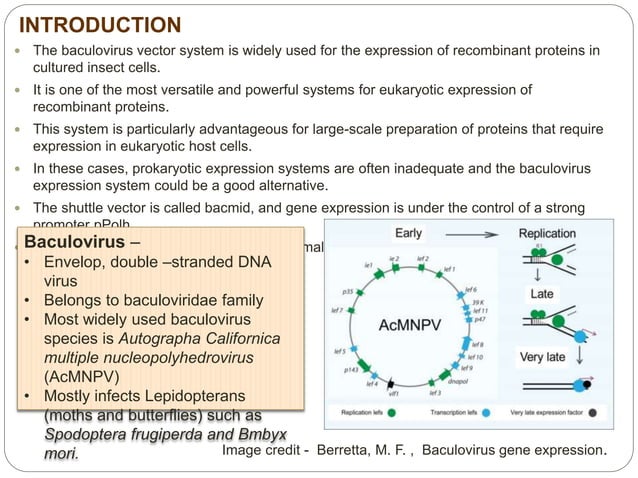 Baculovirus expression vector system | PPTX | Biological Sciences | Science