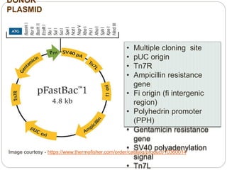 Baculovirus expression vector system | PPTX