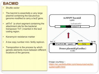 Baculovirus expression vector system | PPTX