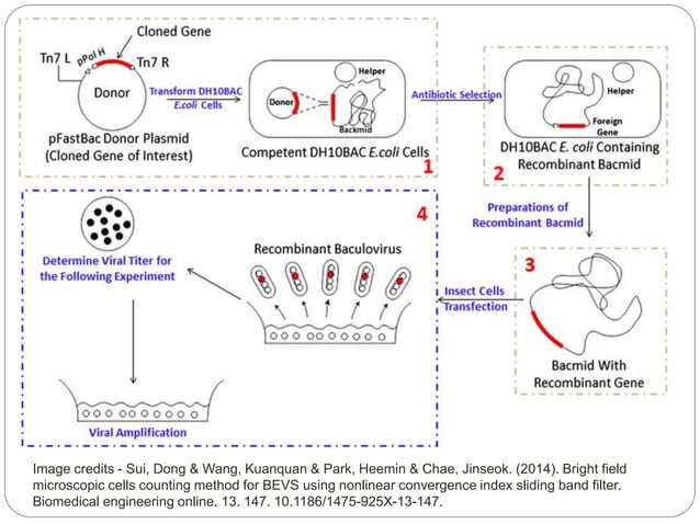 Baculovirus expression vector system | PPTX | Biological Sciences | Science