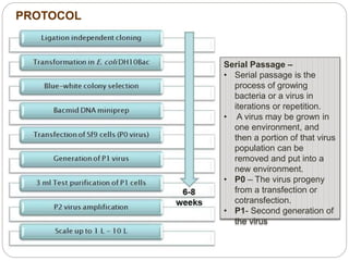 Baculovirus expression vector system | PPTX