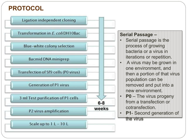 Baculovirus expression vector system | PPTX | Biological Sciences | Science