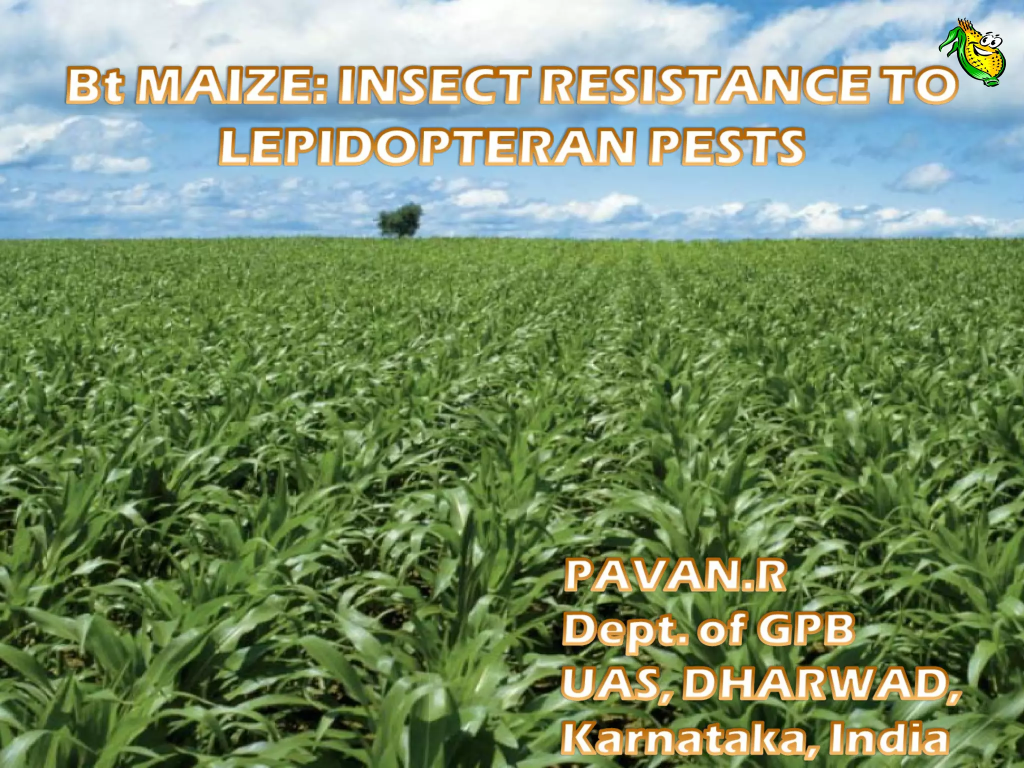 Bt maize insect resistance to lepidopteran pest | PPT | Agriculture ...
