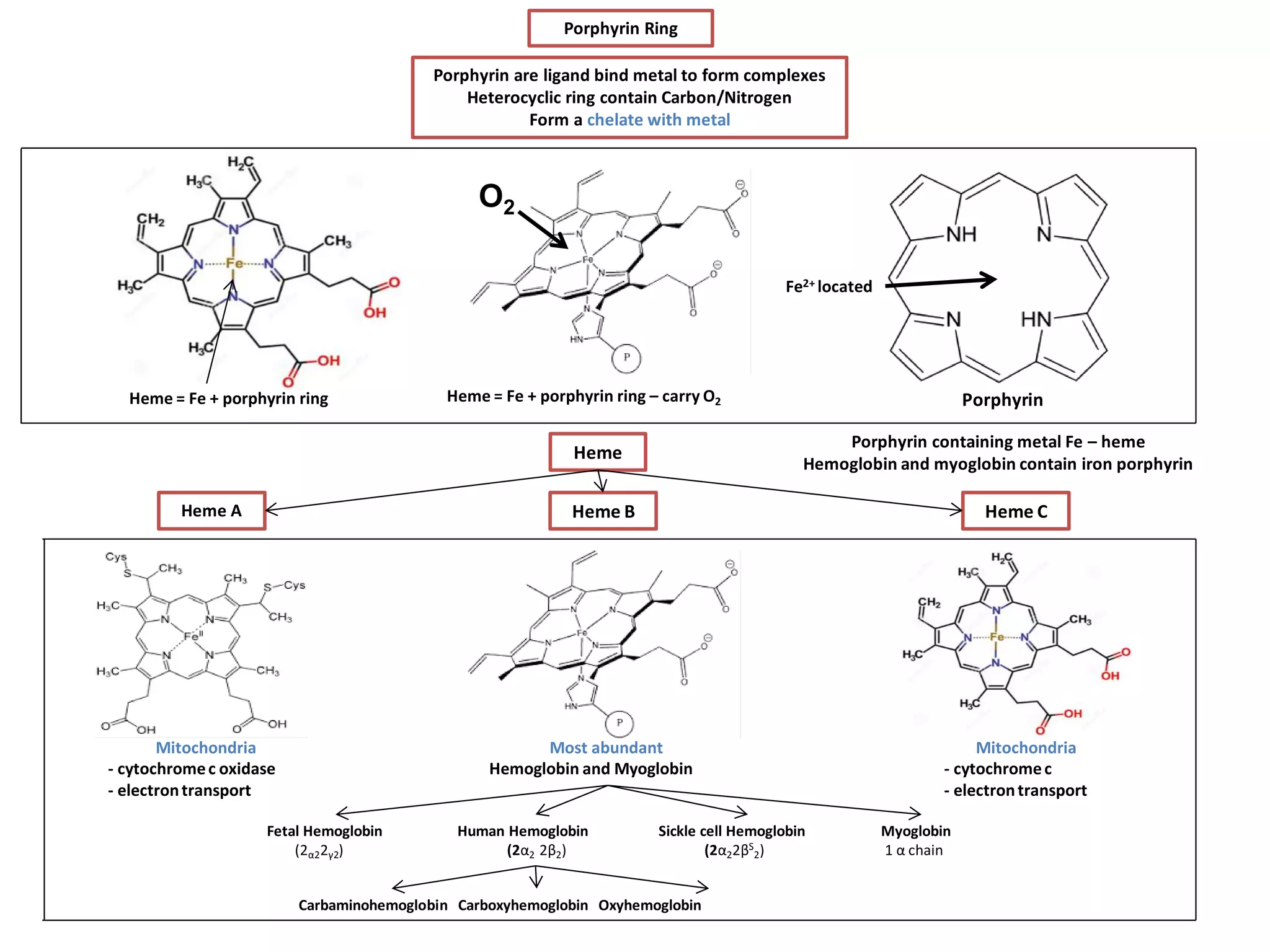 Option B Hemoglobin, Myoglobin, Cytochrome and Oxygen Dissociation ...