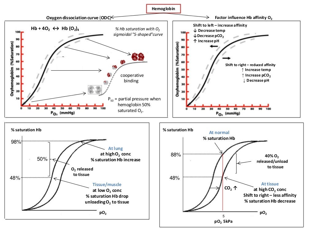 Option B Hemoglobin, Myoglobin, Cytochrome and Oxygen Dissociation cu…