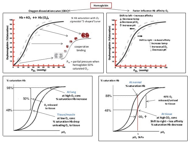 Option B Hemoglobin, Myoglobin, Cytochrome and Oxygen Dissociation cu…