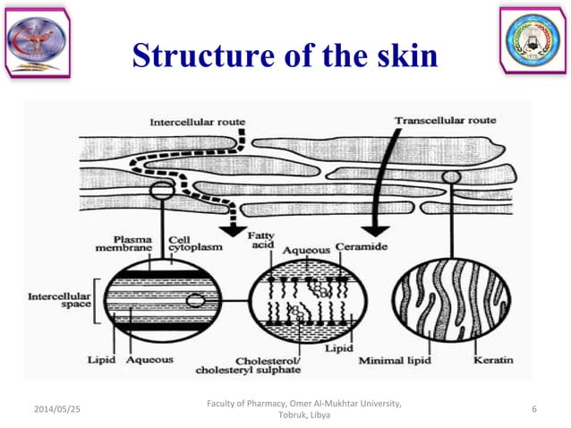 Topical preparations | PPT