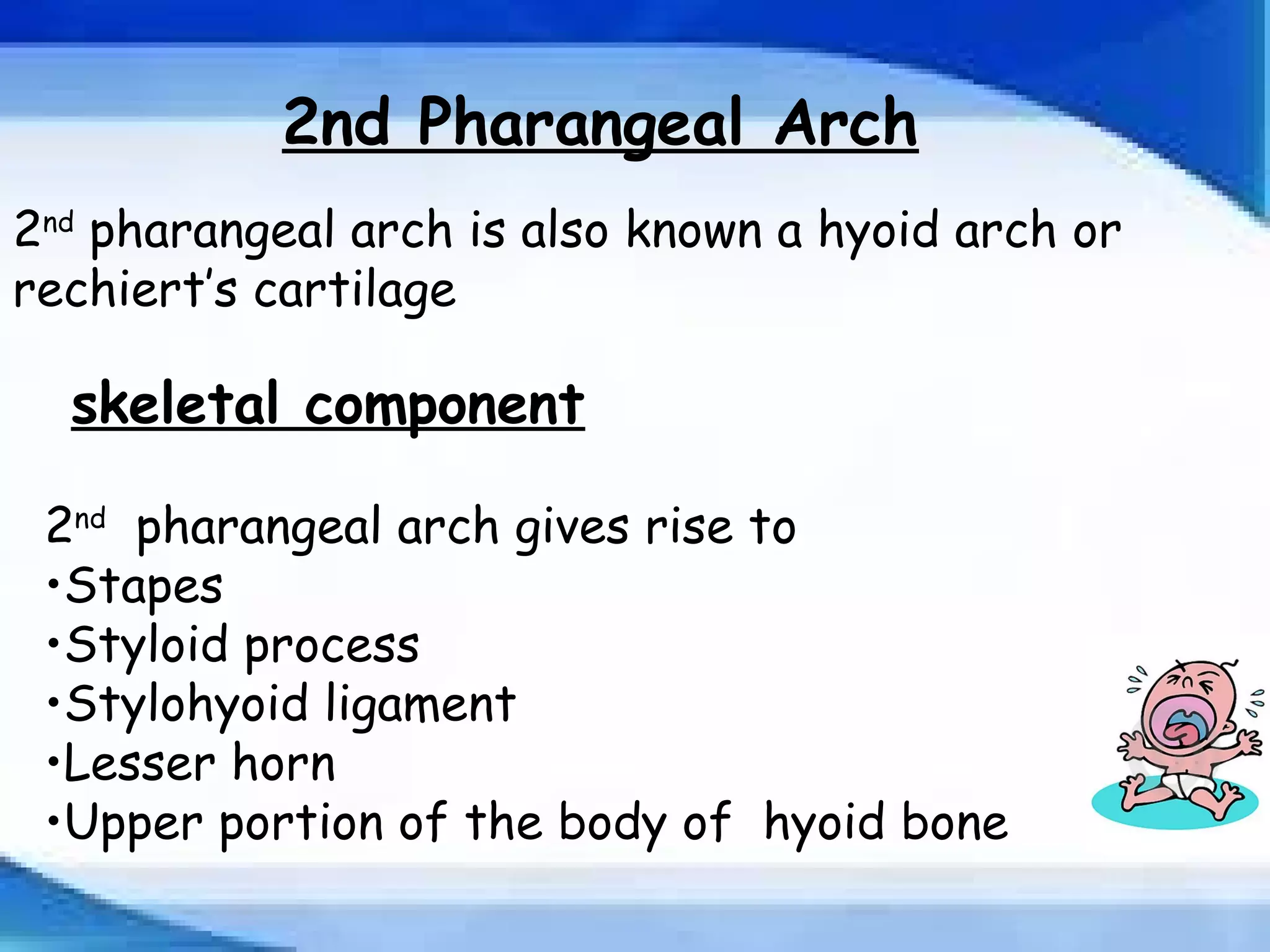 PHARYNGEAL ARCHES,POUCHES | PPT