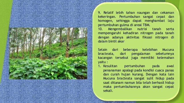 Tanaman Penutup Tanah Sawit