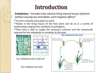 Isolation and characterization of an extracellular antifungal protein ...