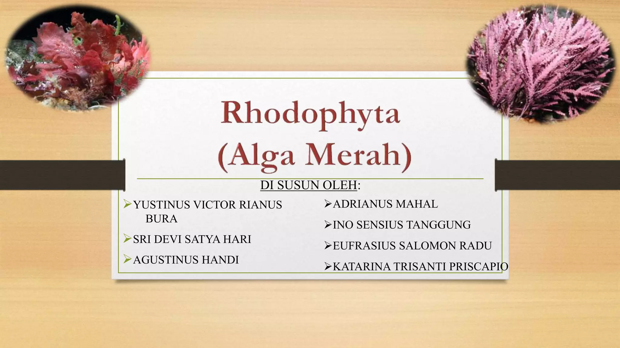 alga merah (rhodophyta) | PPTX