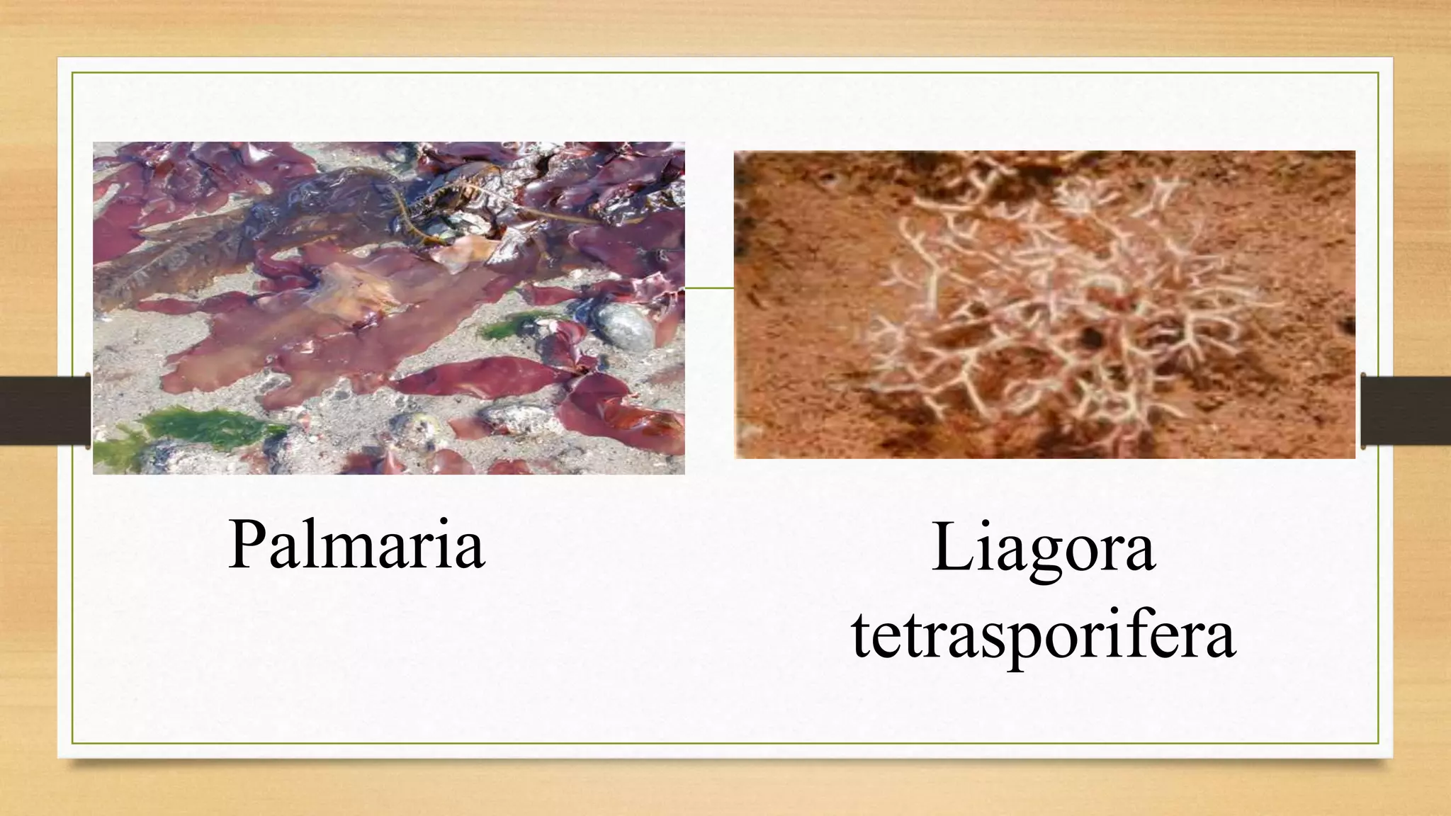 alga merah (rhodophyta) | PPTX