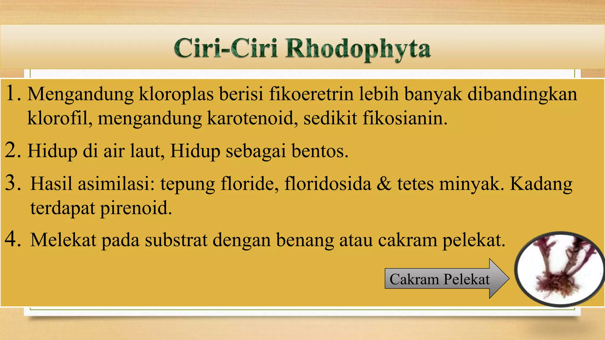 alga merah (rhodophyta) | PPTX