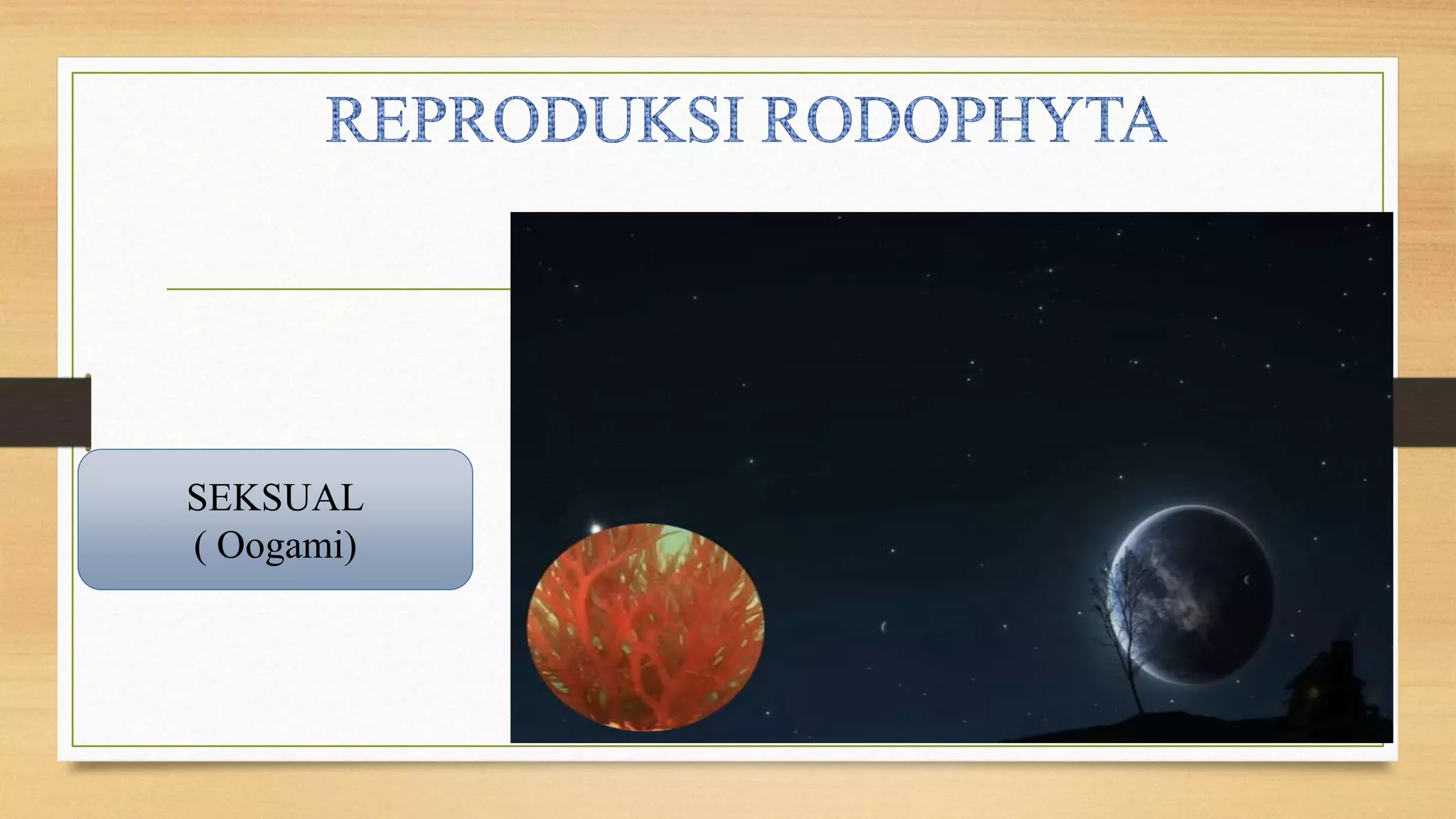 alga merah (rhodophyta) | PPTX