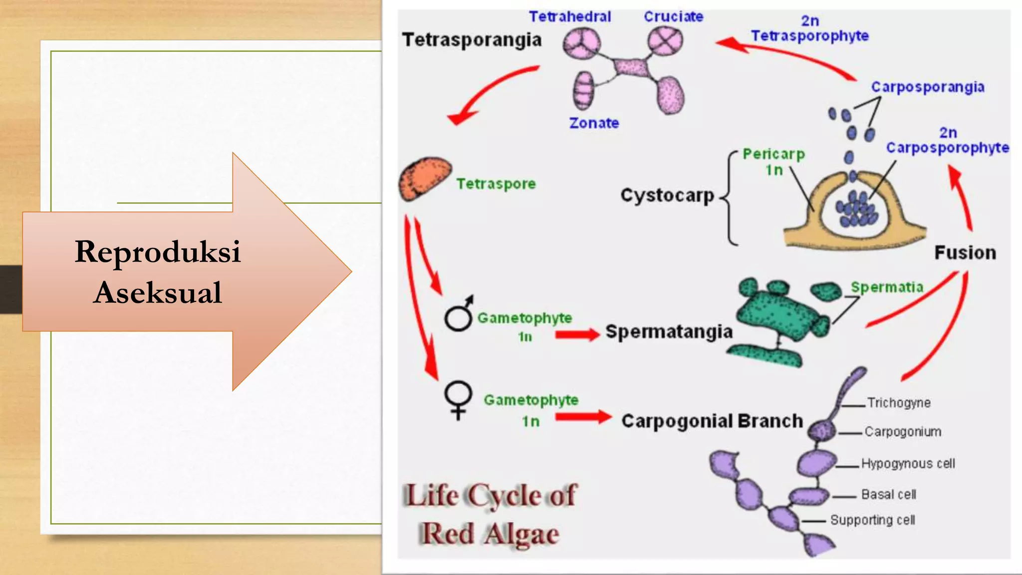 alga merah (rhodophyta) | PPTX