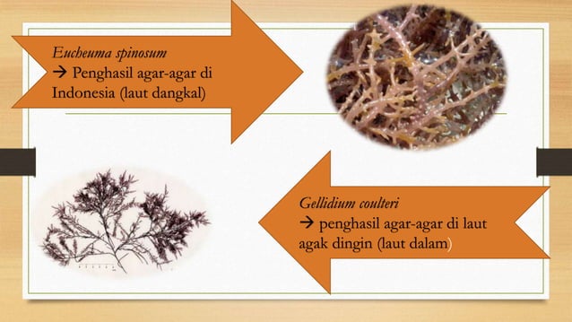 alga merah (rhodophyta) | PPTX