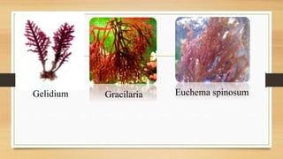 alga merah (rhodophyta) | PPTX