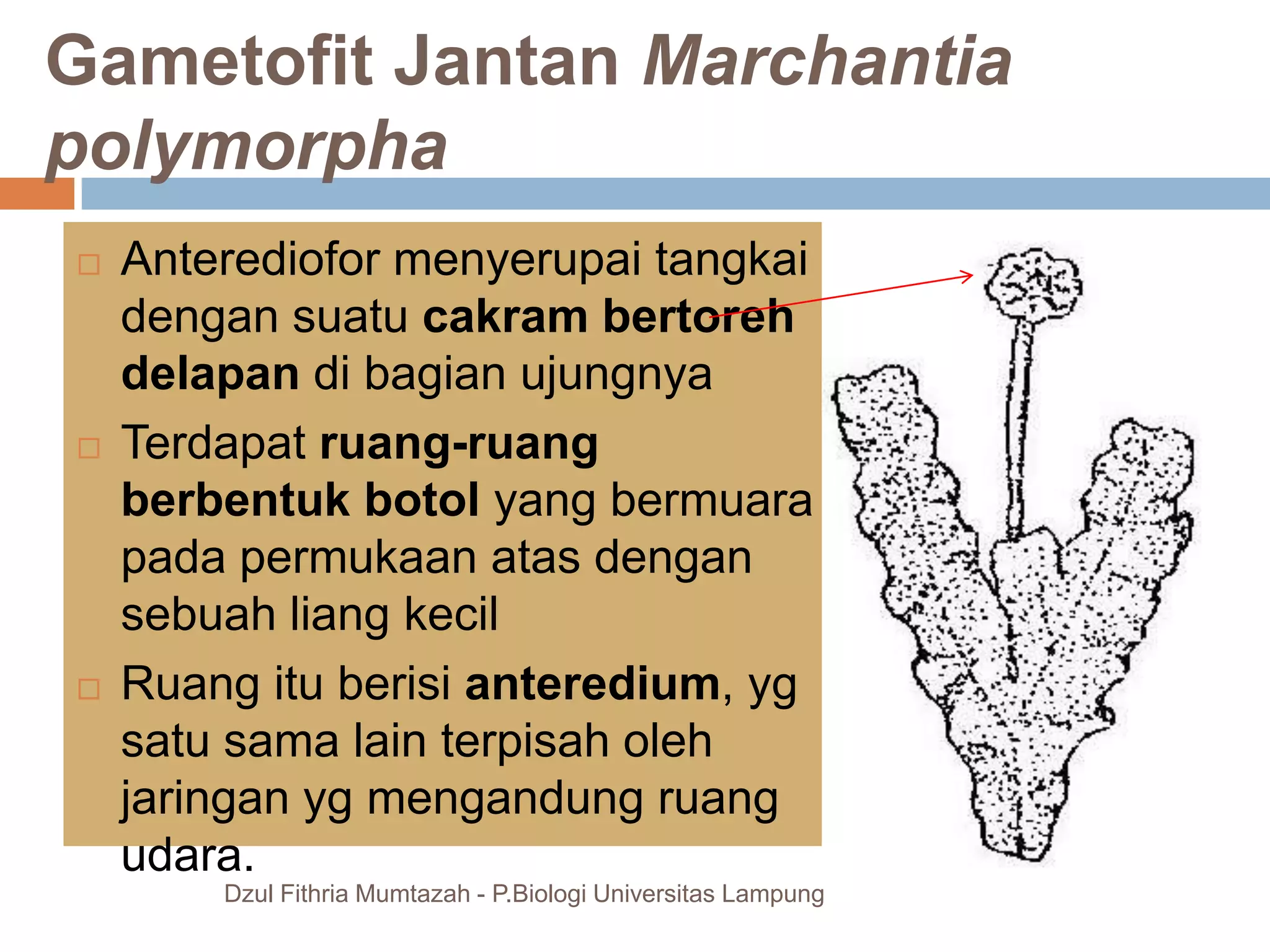 BTR (Botani Tumbuhan Rendah) bryophyta hepaticae | PPTX