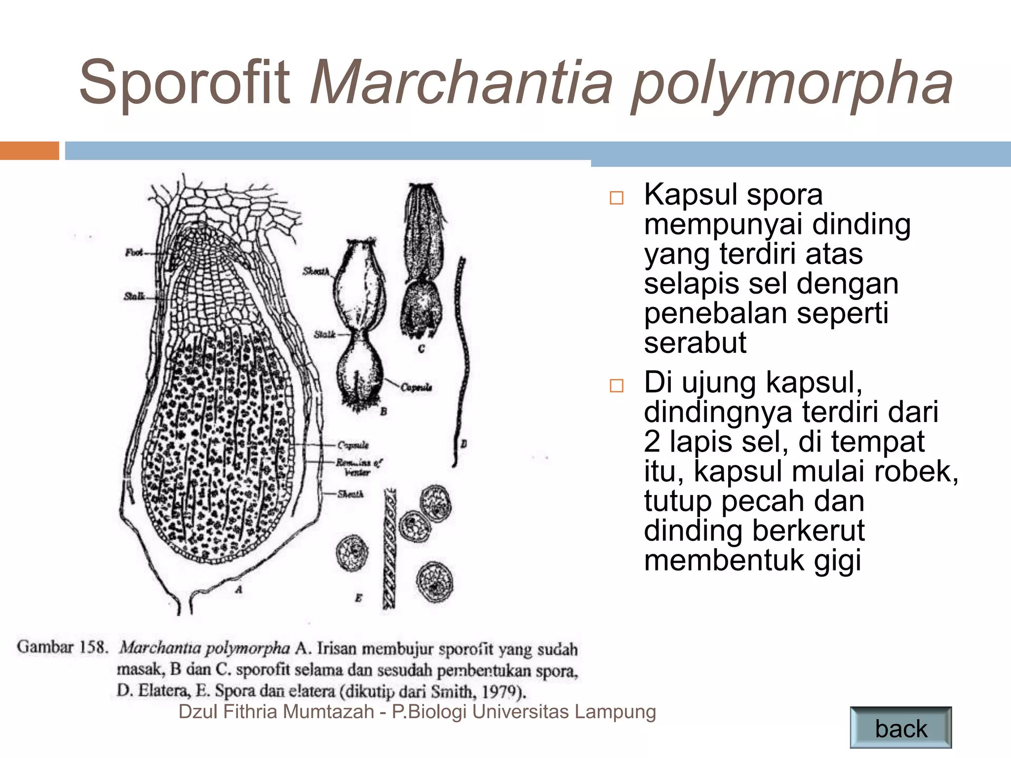 BTR (Botani Tumbuhan Rendah) bryophyta hepaticae | PPTX