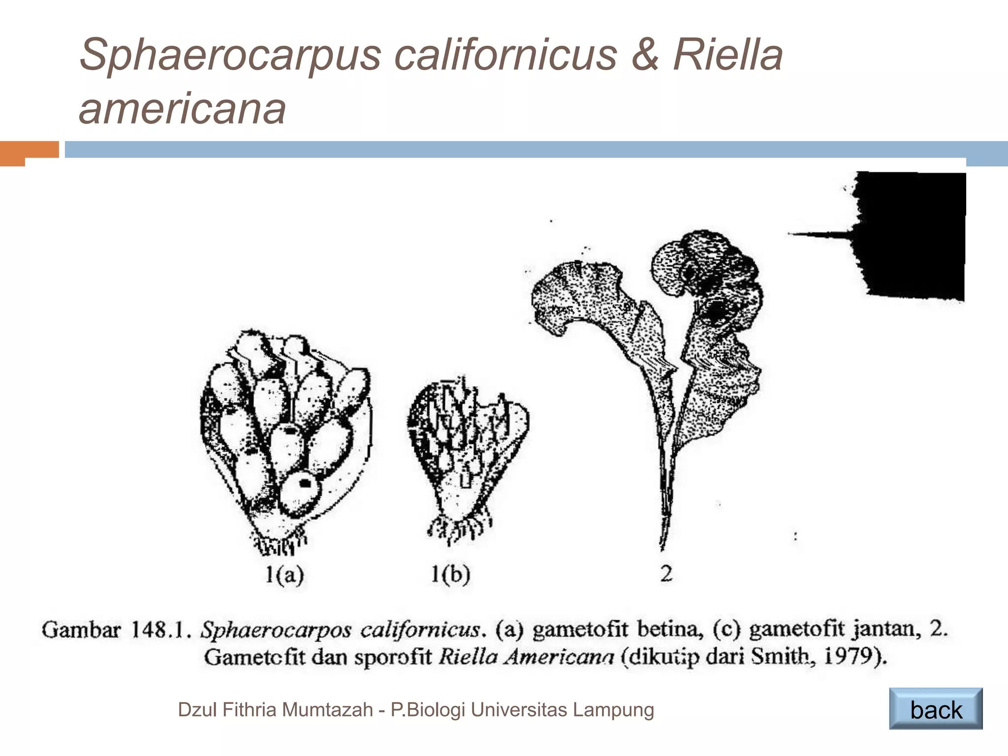 BTR (Botani Tumbuhan Rendah) bryophyta hepaticae | PPTX