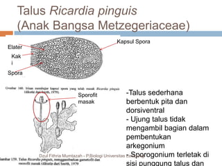 BTR (Botani Tumbuhan Rendah) bryophyta hepaticae | PPTX