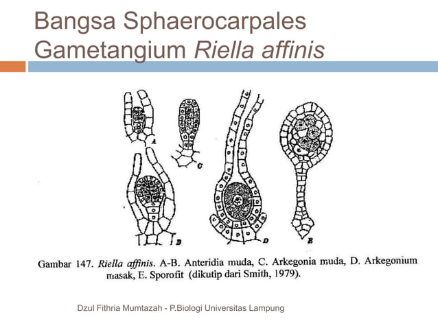 BTR (Botani Tumbuhan Rendah) bryophyta hepaticae | PPTX