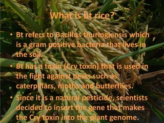 Bt rice presentation-final | PPTX
