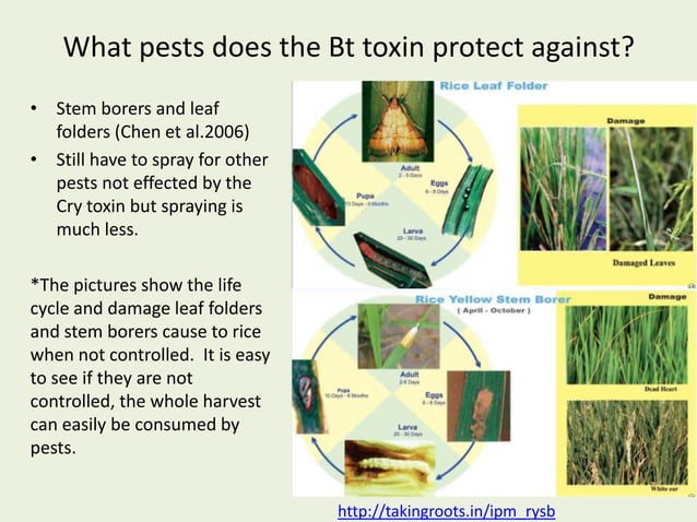 Bt rice presentation-final | PPTX | Agriculture | Industries