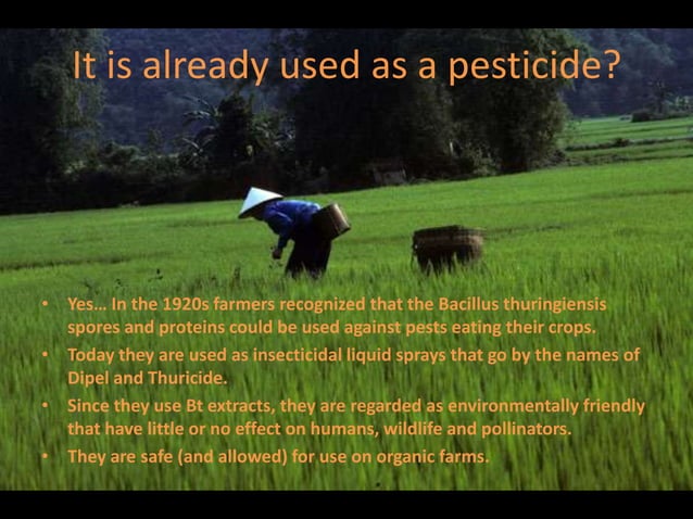 Bt rice presentation-final | PPTX | Agriculture | Industries