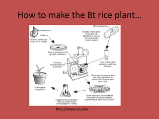 Bt rice presentation-final | PPTX