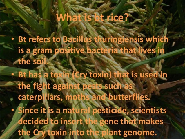 Bt rice presentation-final