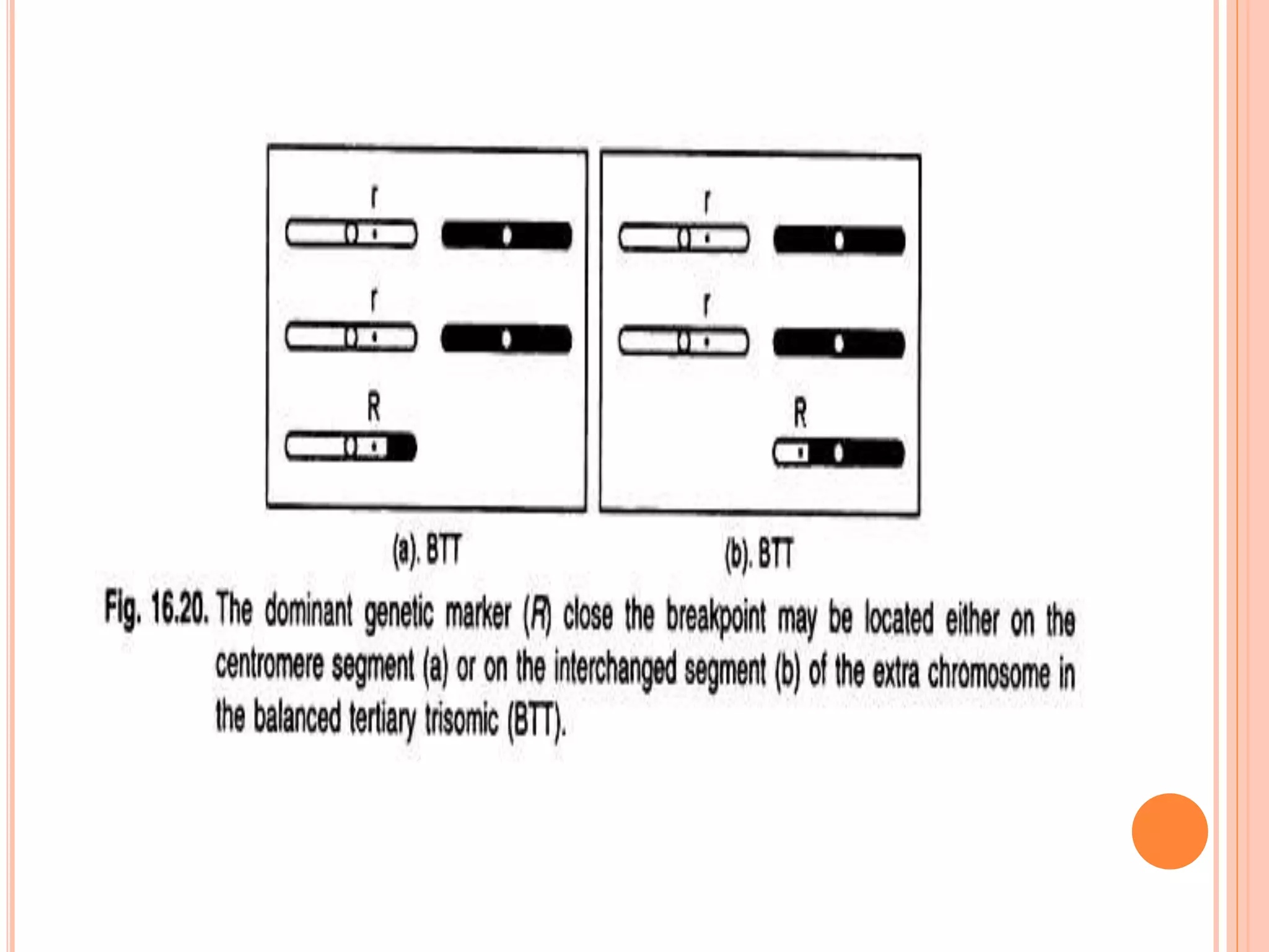 Balanced tertiary trismoics - Hybrid seed production | PPTX