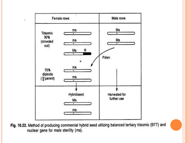 Balanced tertiary trismoics - Hybrid seed production | PPTX