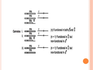 Balanced tertiary trismoics - Hybrid seed production | PPTX