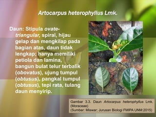 Family Moraceae - Botani Tumbuhan Tinggi | PPTX