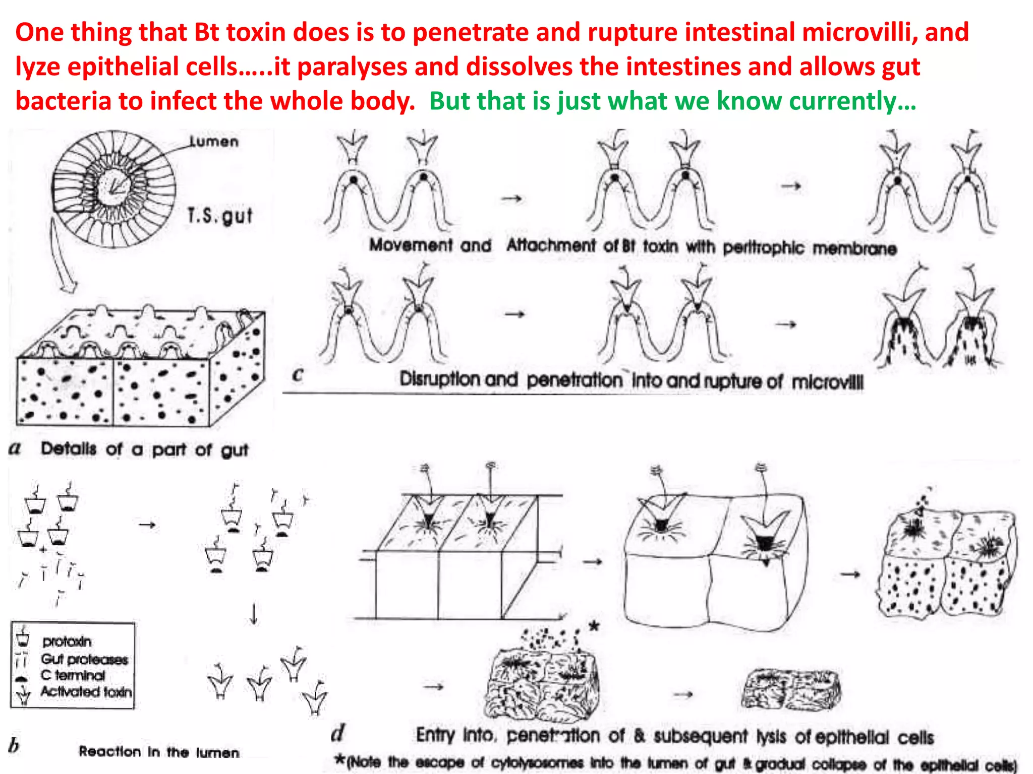 Bt Toxin Science - Everything You Want to Know about, "WHY It's Not ...