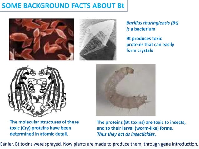 Bt Toxin Science - Everything You Want to Know about, "WHY It's Not ...
